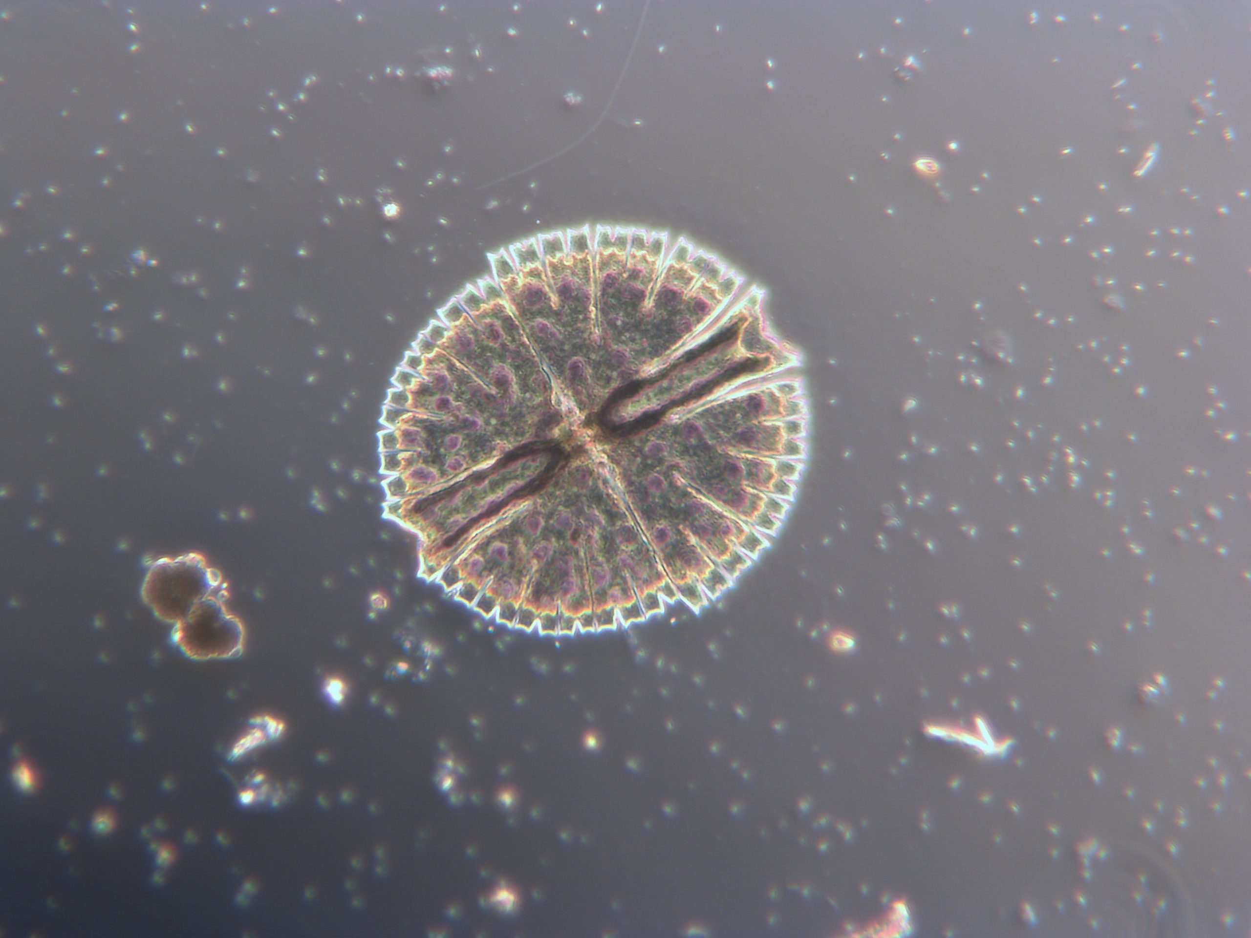 Baltic Sea Day’s workshop: Microscopic views with plant-based paints ...